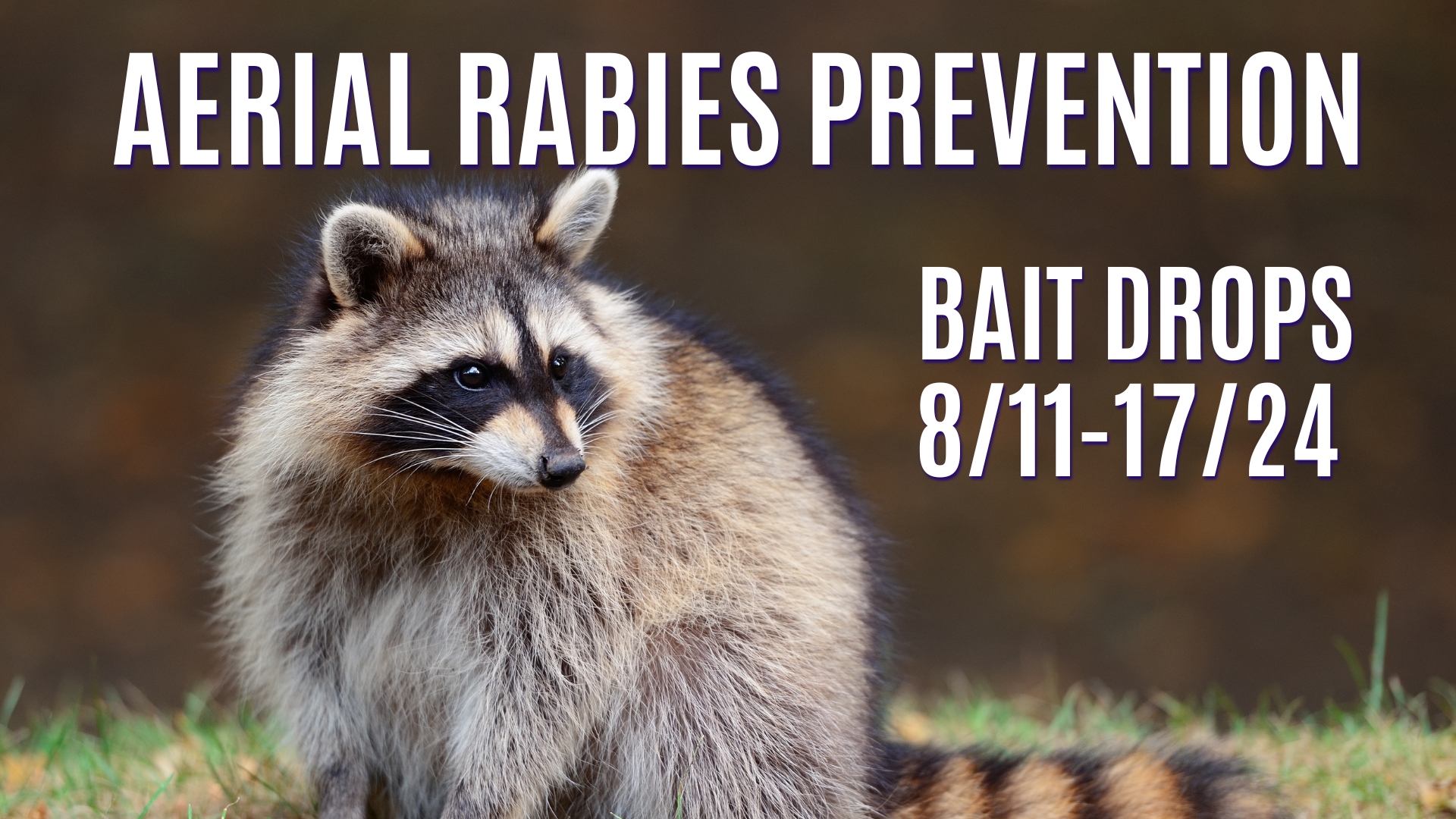 Rabies Prevention